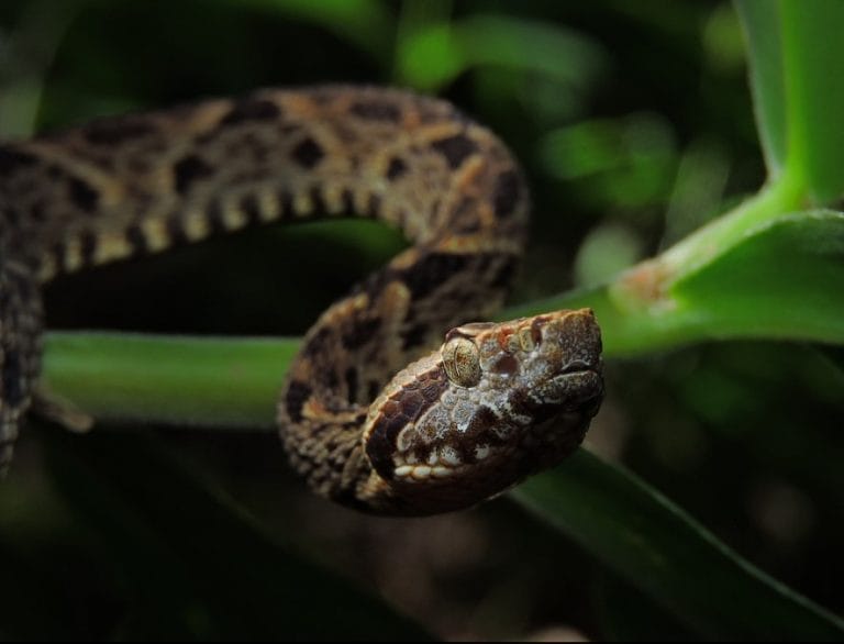 SERPIENTES VENENOSAS DE COLOMBIA